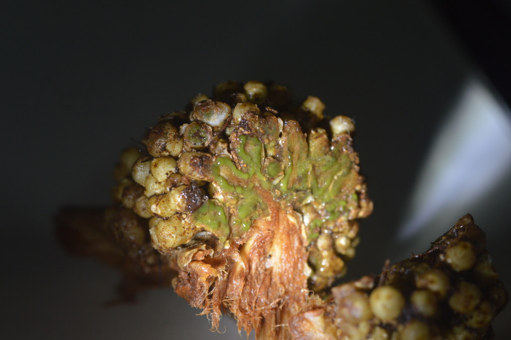 Our new paper on the bacteriome of the only strictly epiphytic ...